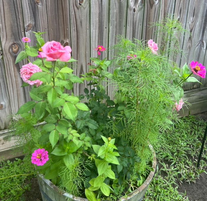 Roses in Texas - Fine Gardening