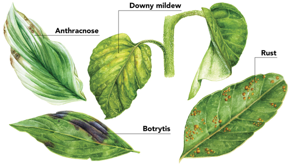 What's Wrong with My Hydrangea? Learn to Recognize and Treat Common ...