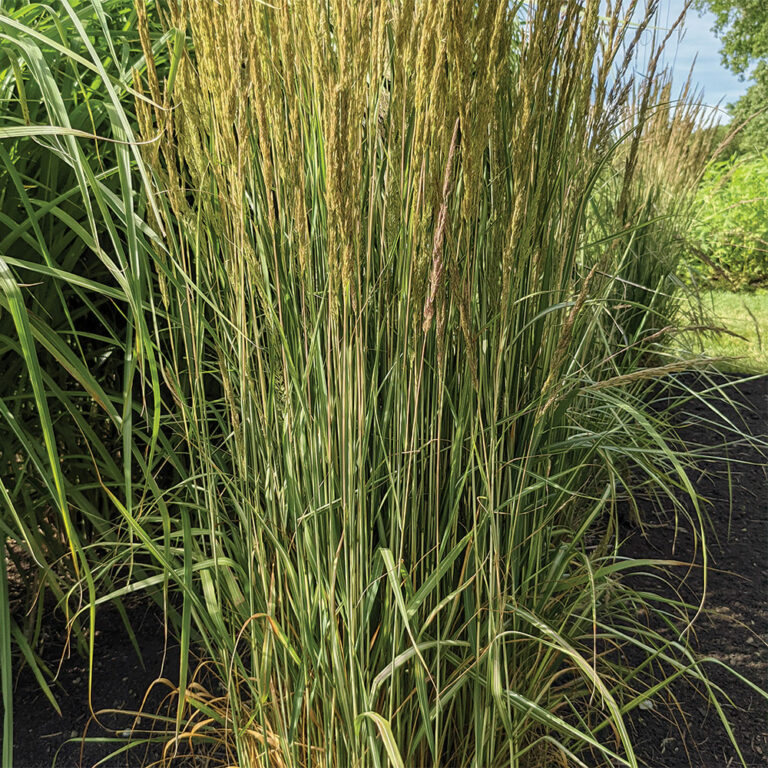 A Guide to Growing Reed Grasses: Best-Performing Varieties and Care ...