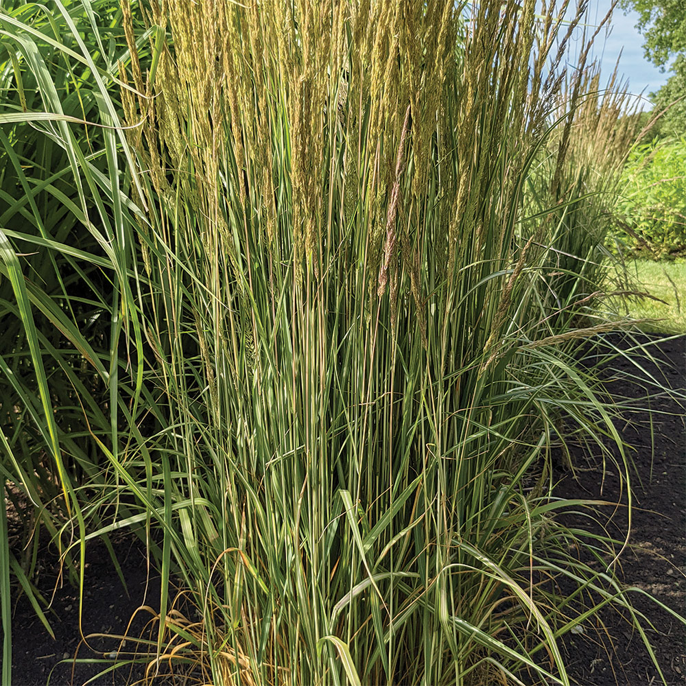 A Guide to Growing Reed Grasses: Best-Performing Varieties and Care ...