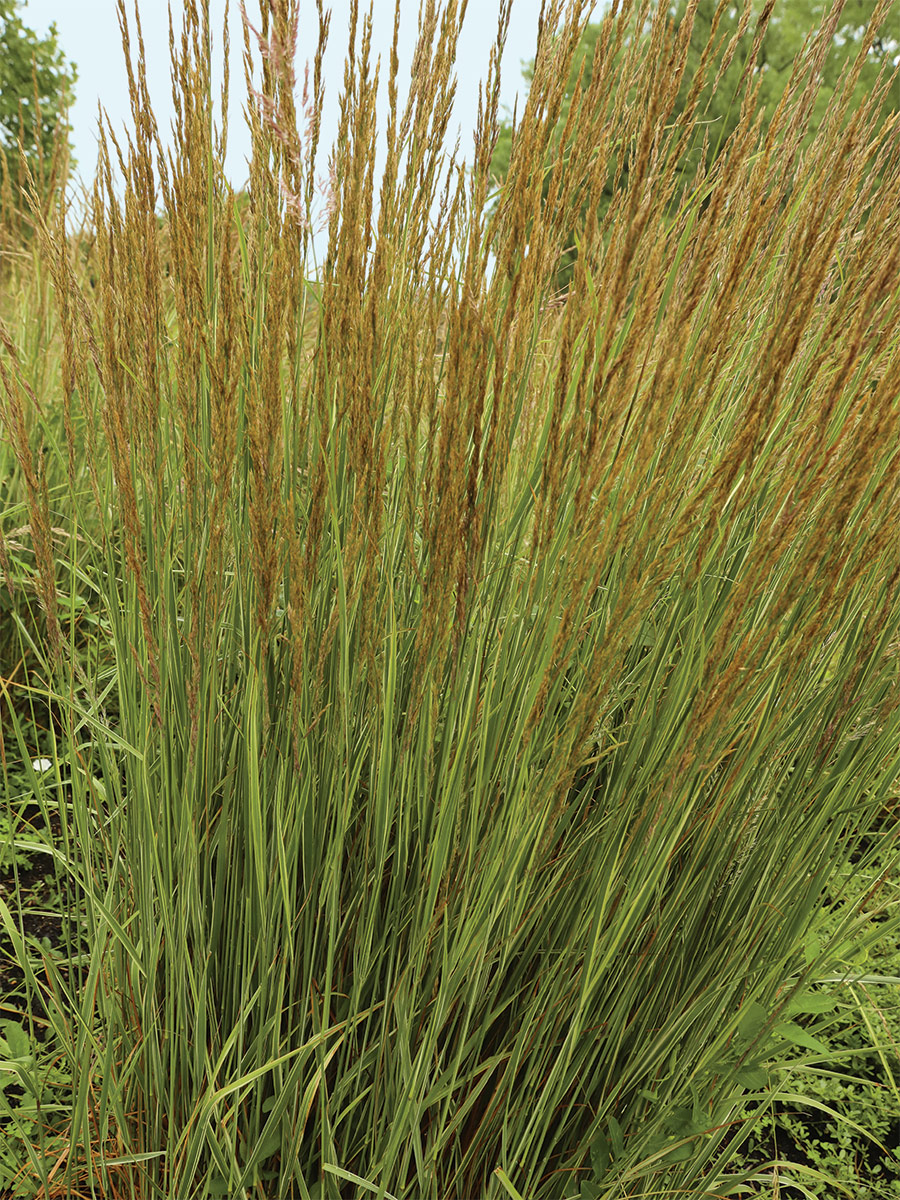 A Guide To Growing Reed Grasses Best Performing Varieties And Care Fine Gardening