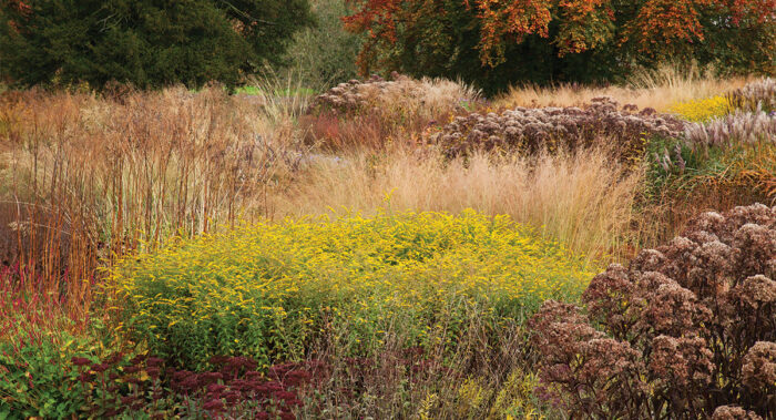 A Guide to Growing Reed Grasses: Best-Performing Varieties and Care ...