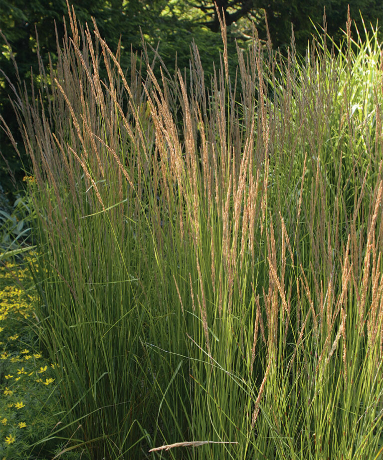 A Guide to Growing Reed Grasses: Best-Performing Varieties and Care ...