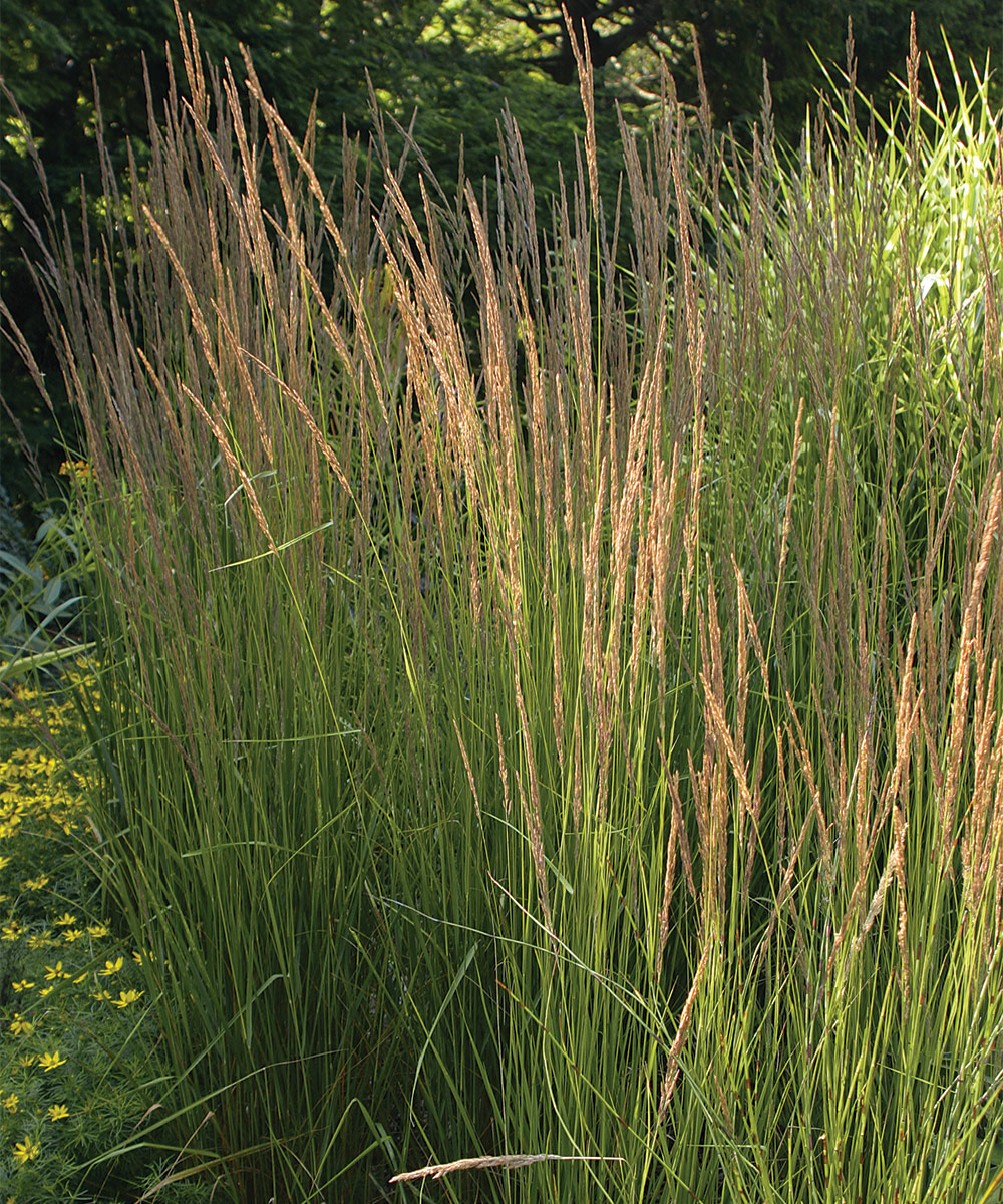 A Guide to Growing Reed Grasses: Best-Performing Varieties and Care ...