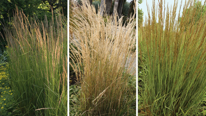 A Guide to Growing Reed Grasses: Best-Performing Varieties and Care ...