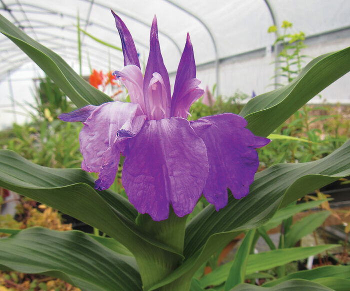 Purple Roscoea Will Bring a Touch of the Exotic to Your Garden - Fine ...