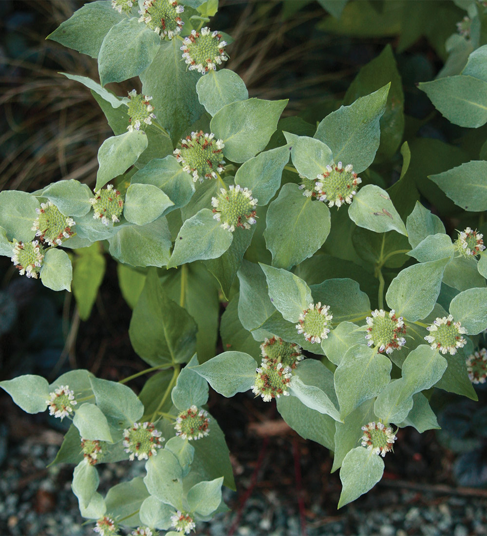 Pollinator Plants for the Midwest - Fine Gardening