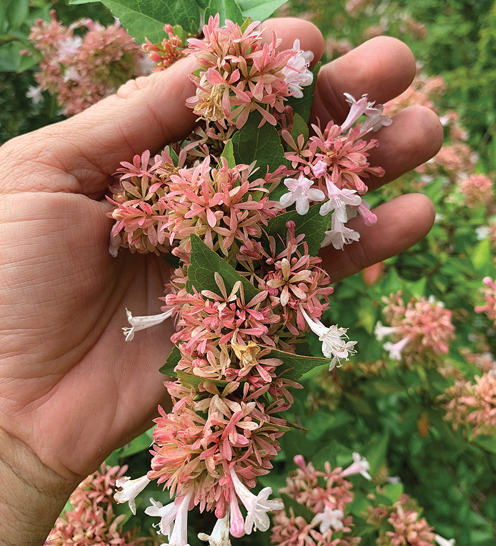 Pollinator Plants for the Southeast - Fine Gardening