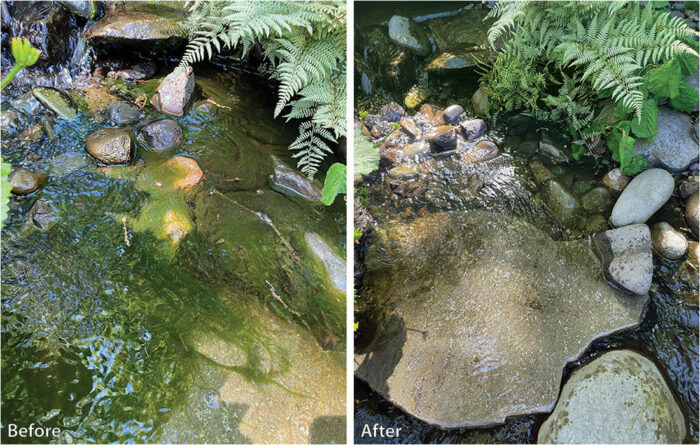 Tips on Cleaning a Water Feature, Defending Plants From Hungry Rabbits ...