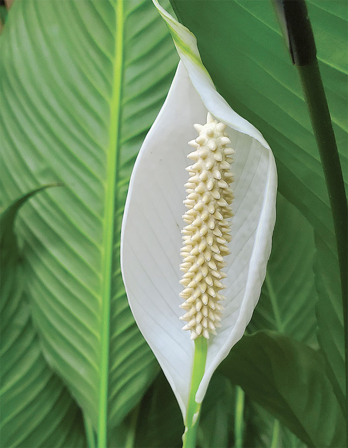 Growing Peace Lilies: Care and Unique Cultivars - Fine Gardening