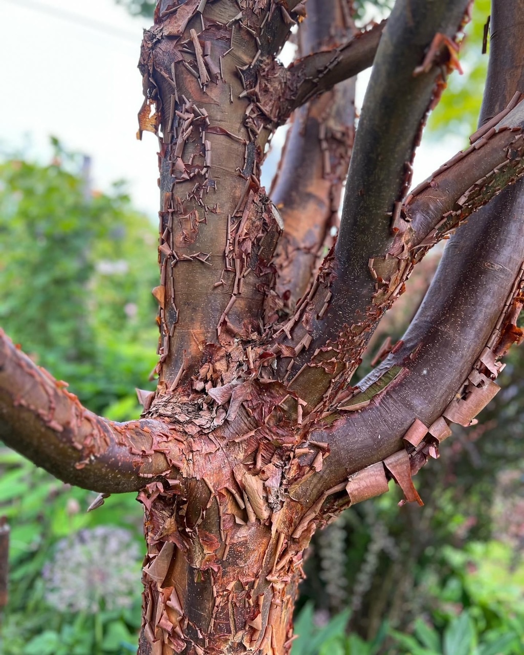 Garden Tour with Cherry - Fine Gardening
