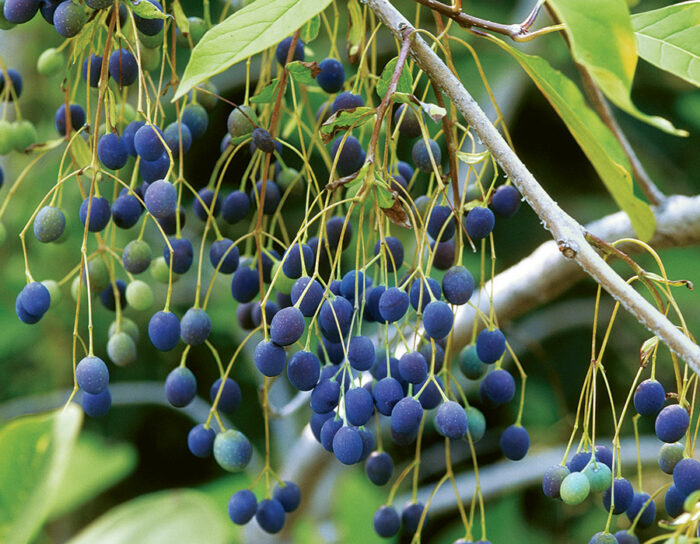 9 of the Most Beautiful Berry-Producing Plants to Feed the Birds - Fine ...
