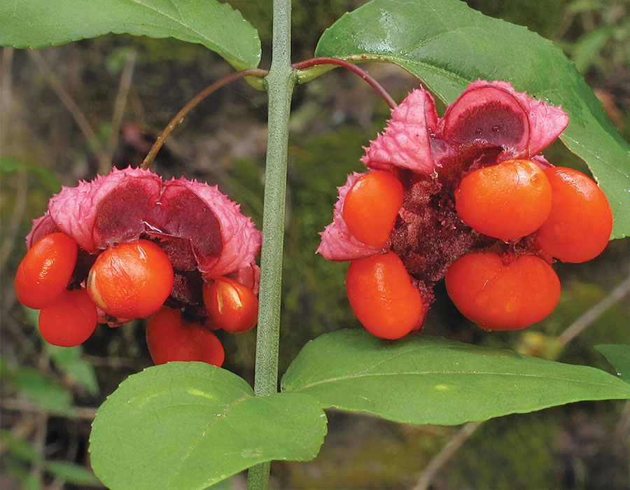 9 of the Most Beautiful Berry-Producing Plants to Feed the Birds - Fine ...