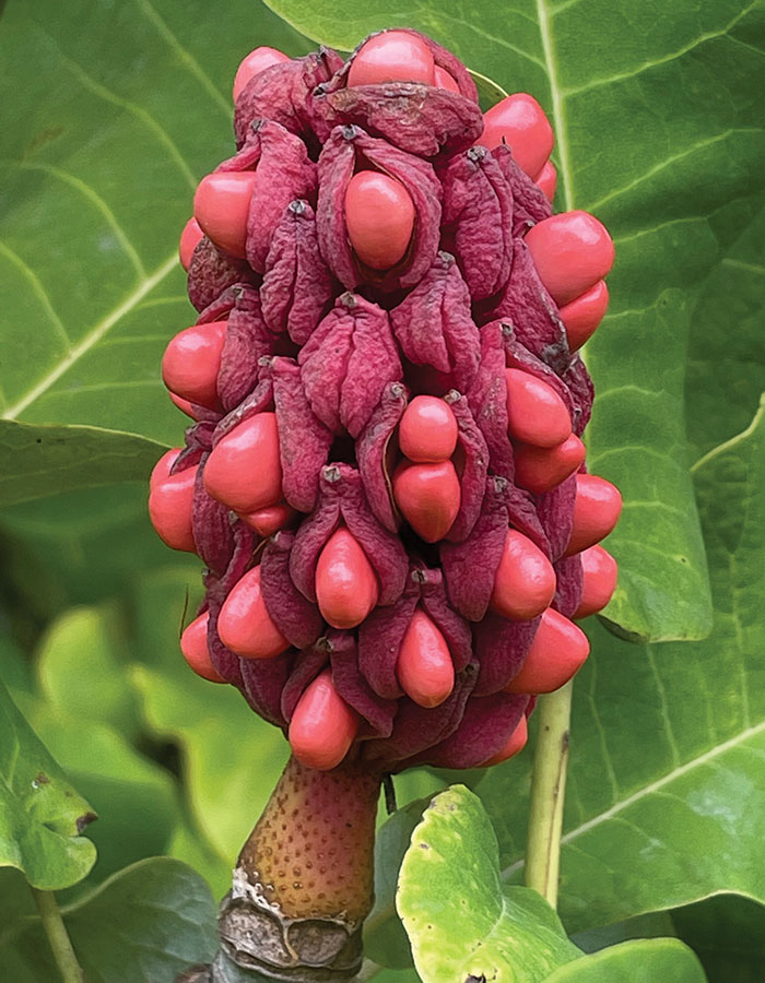 9 of the Most Beautiful Berry-Producing Plants to Feed the Birds - Fine ...