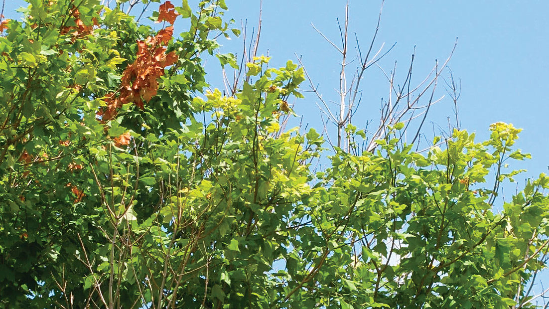 How to Treat Verticillium Wilt - Fine Gardening