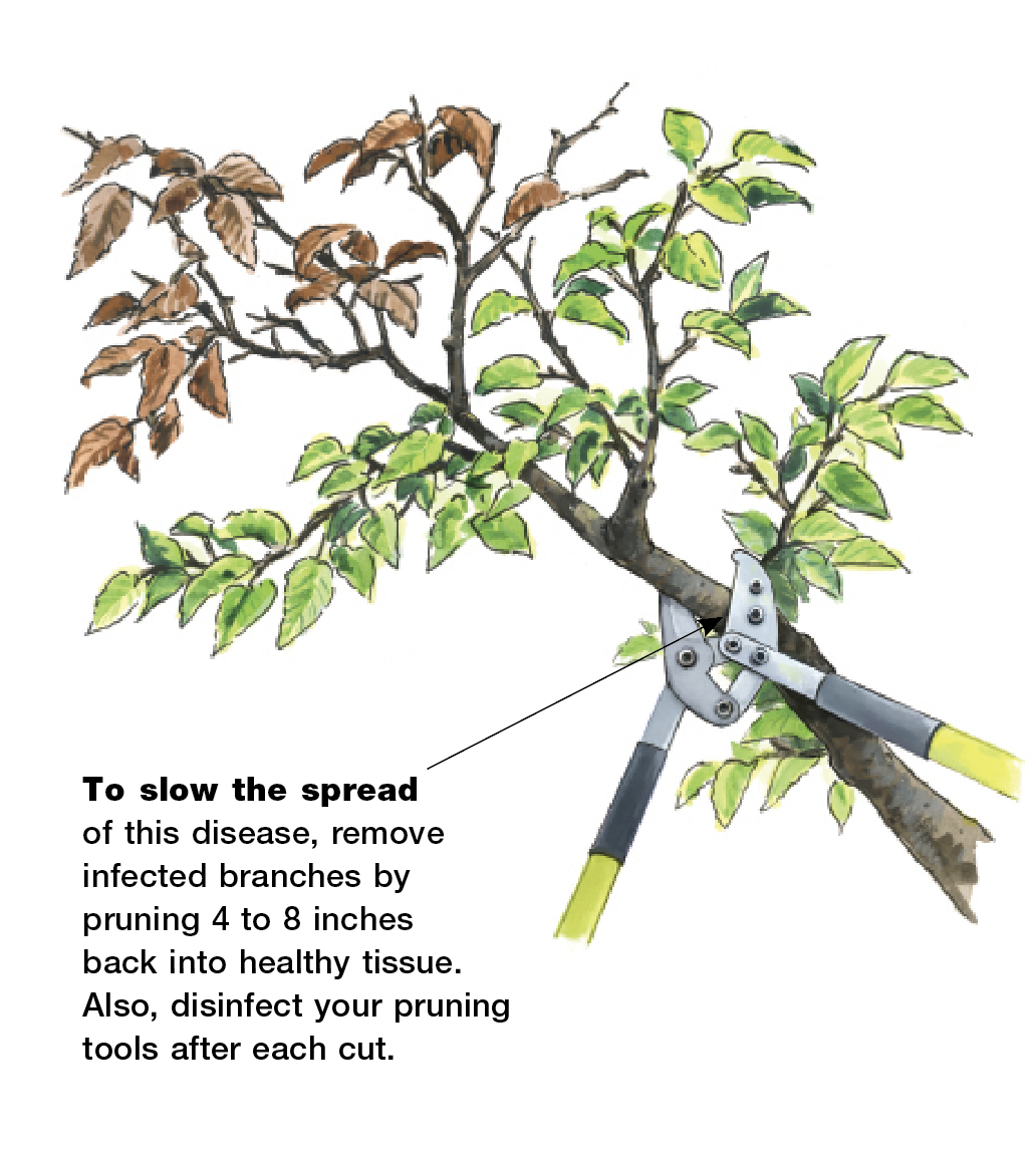 How to Treat Verticillium Wilt - Fine Gardening