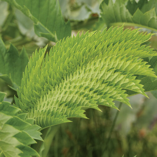 How to Choose a Garden Color Palette - Fine Gardening