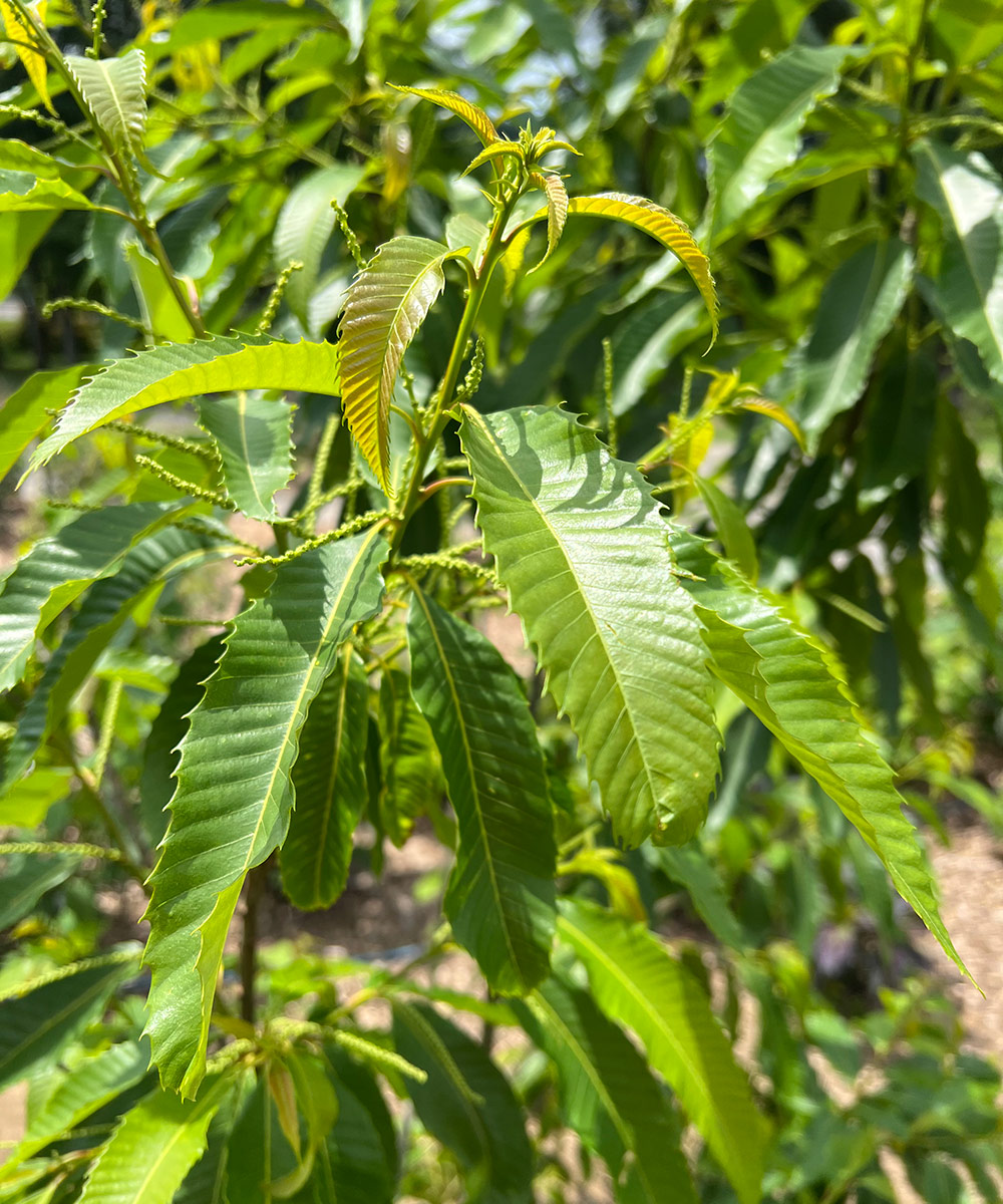 The Current State of American Chestnut Tree Conservation - Fine Gardening