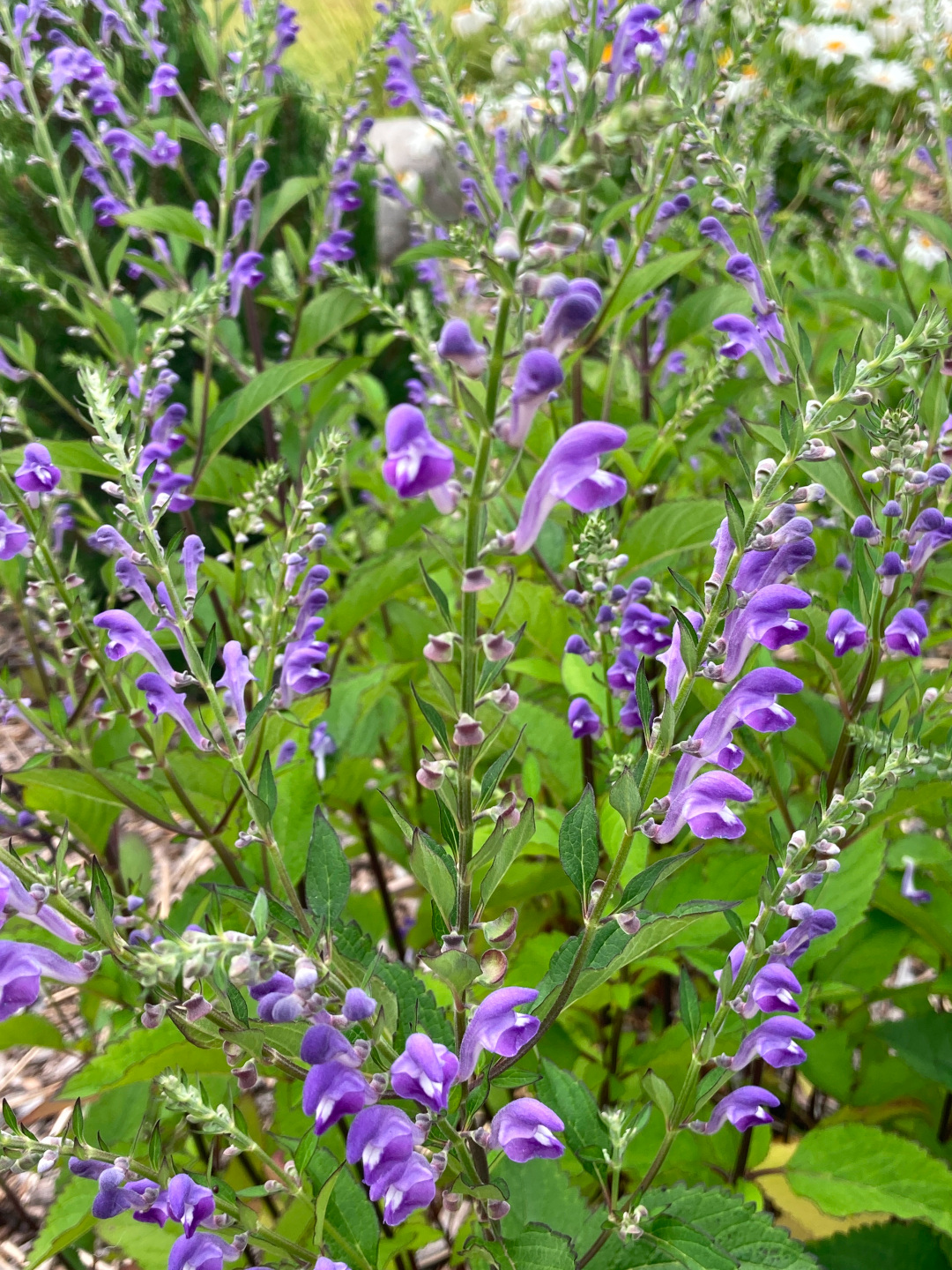Five Years in a New Garden and Climate - Fine Gardening