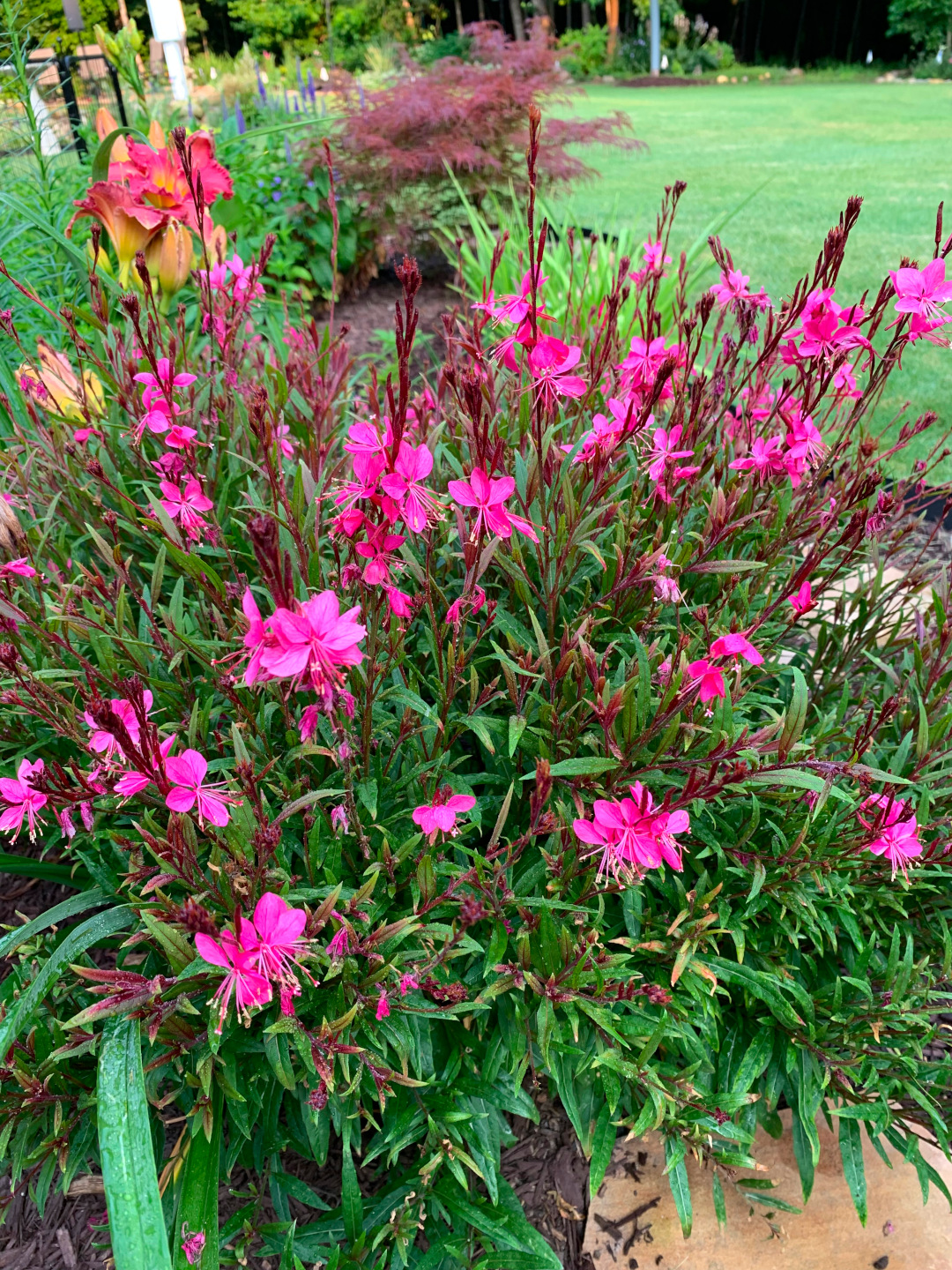 Judy’s Virginia Garden - Fine Gardening