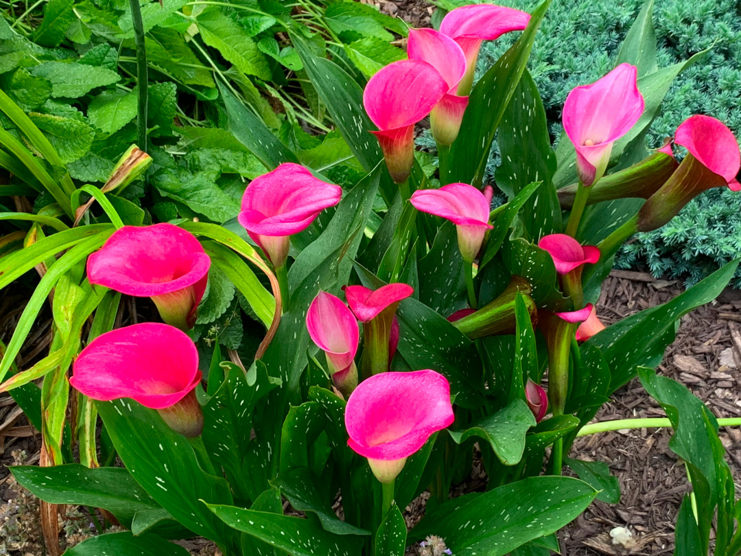 Judy’s Virginia Garden - Fine Gardening