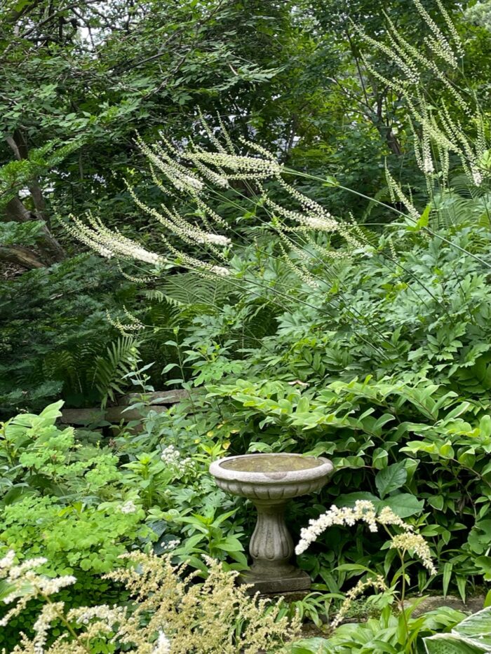 Bath Time! (for Birds) - Fine Gardening