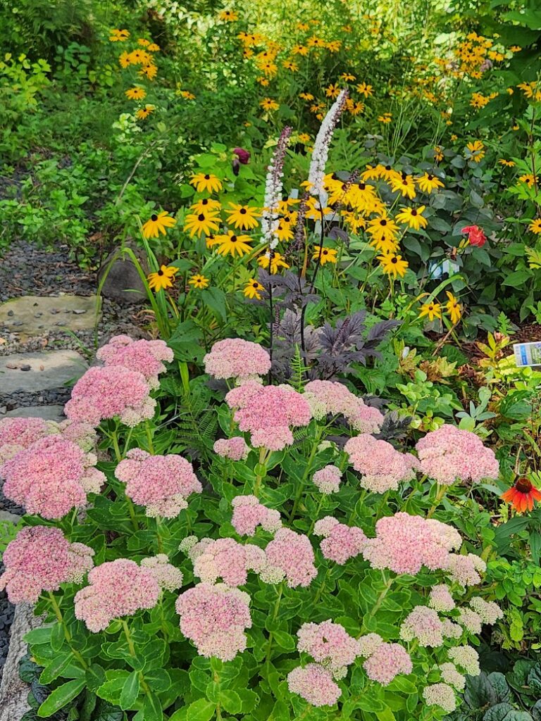 Celebrating End-of-Summer Beauty with Maxine, Part 2 - Fine Gardening