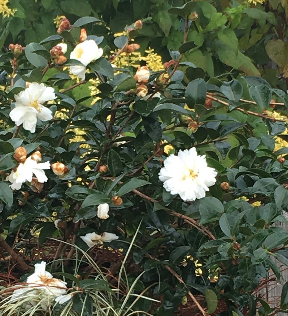 5 Gorgeous Camellias for Sun - Fine Gardening
