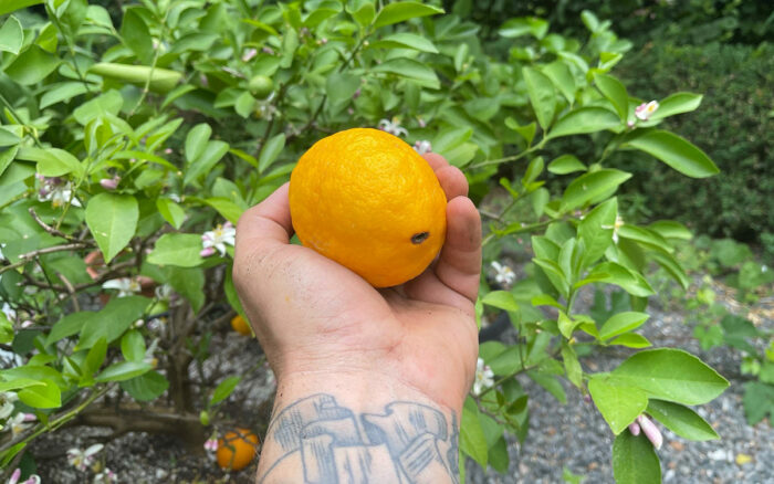 How to Grow Citrus All Year Long in Cold Climates - Fine Gardening