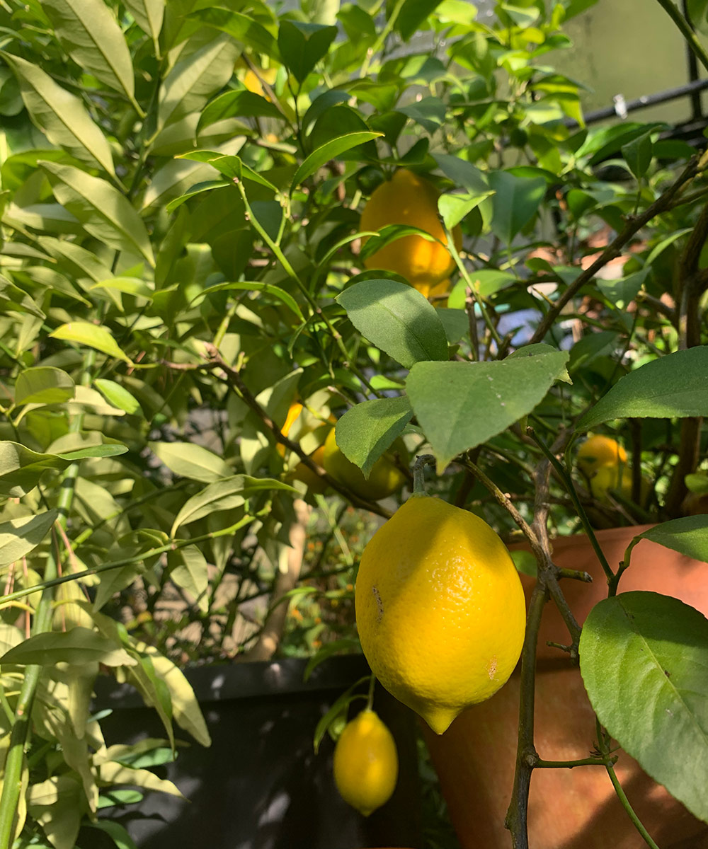 How to Grow Citrus All Year Long in Cold Climates - Fine Gardening