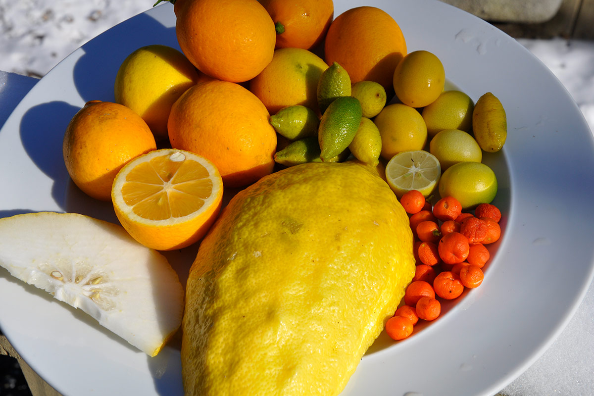 How to Grow Citrus All Year Long in Cold Climates - Fine Gardening