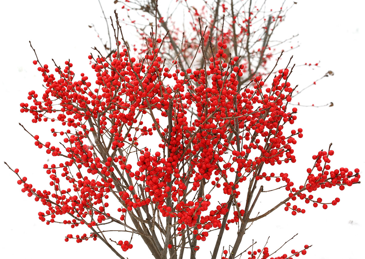 Winterberry Is a Fall Gem for the Pacific Northwest Garden - Fine Gardening