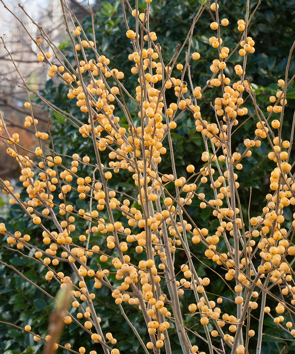 Winterberry Is a Fall Gem for the Pacific Northwest Garden - FineGardening