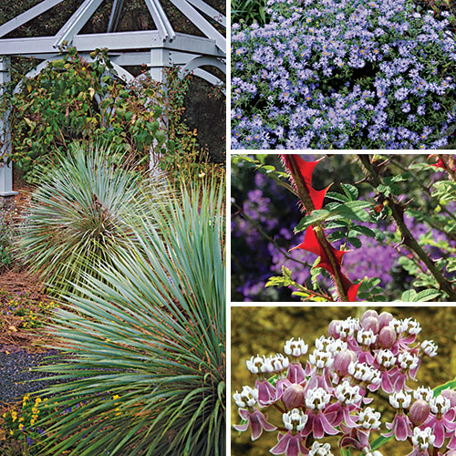 12 Bewitching Plants that Evolved Nasty Defenses Against Pests- Fine ...