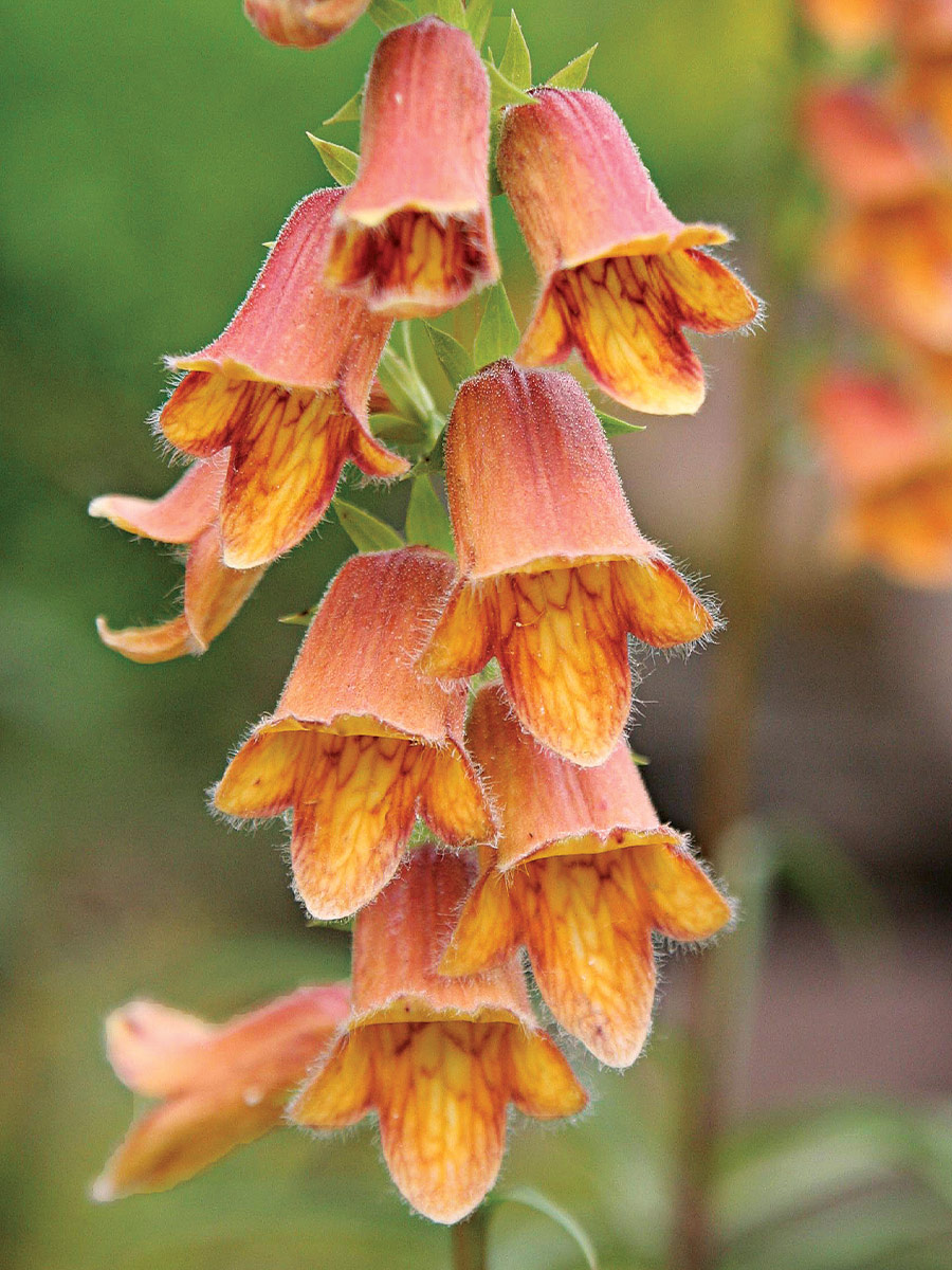 12 Bewitching Plants that Evolved Nasty Defenses Against Pests- Fine ...