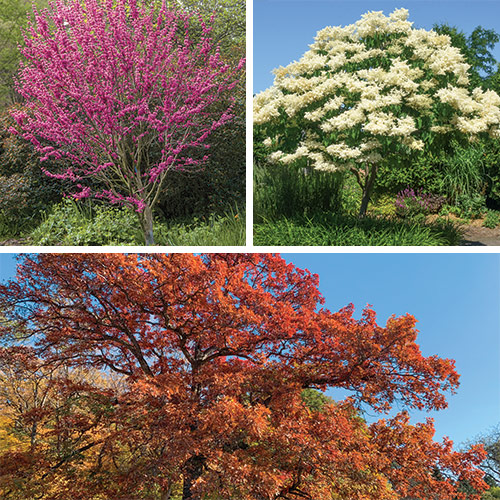 8 Gardening Pros Pick Their Favorite Must-Have Trees - Fine Gardening