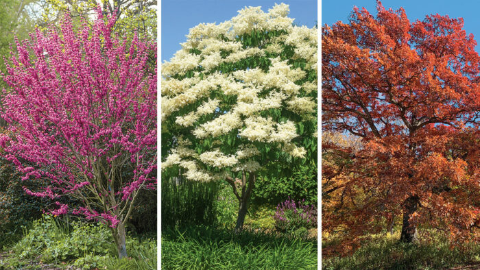8 Gardening Pros Pick Their Favorite Must-Have Trees - Fine Gardening