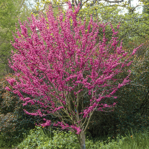 8 Gardening Pros Pick Their Favorite Must-Have Trees - Fine Gardening