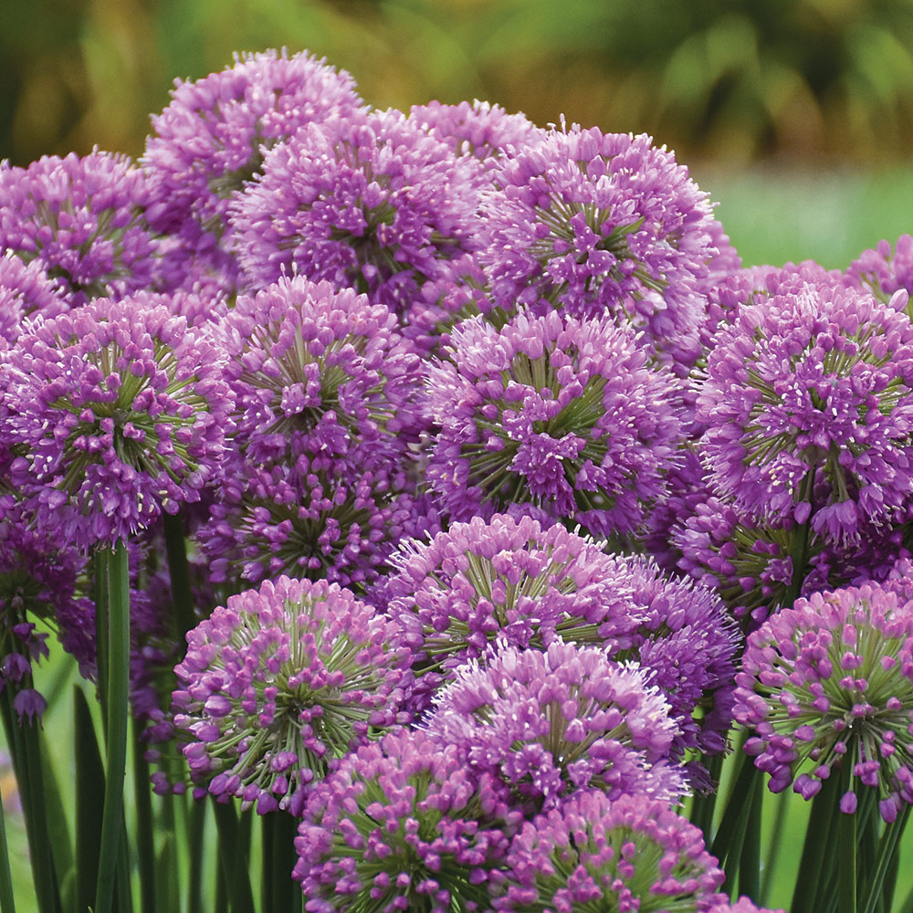 8 Gardening Pros Pick Their Favorite Must-Have Trees - Fine Gardening