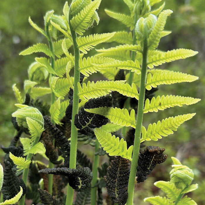 8 Gardening Pros Pick Their Favorite Must-Have Trees - Fine Gardening