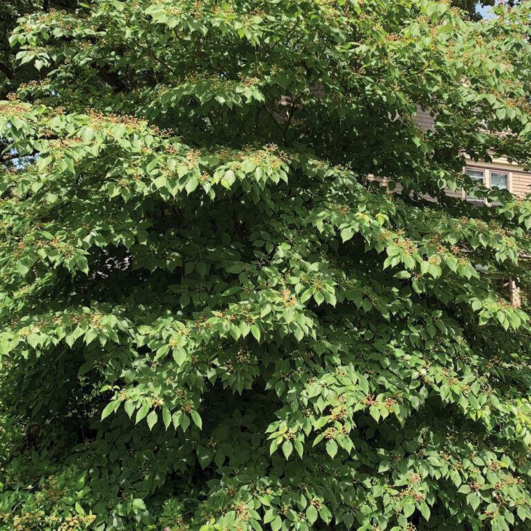 8 Gardening Pros Pick Their Favorite Must-Have Trees - Fine Gardening