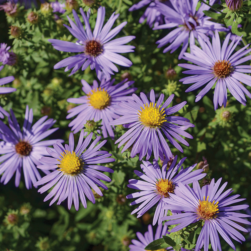 8 Gardening Pros Pick Their Favorite Must-Have Trees - Fine Gardening