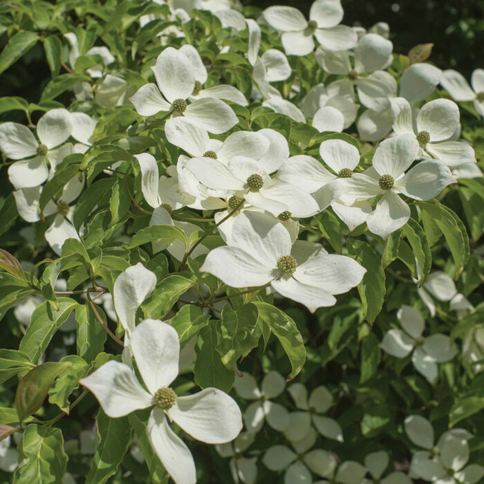 8 Gardening Pros Pick Their Favorite Must-Have Trees - Fine Gardening