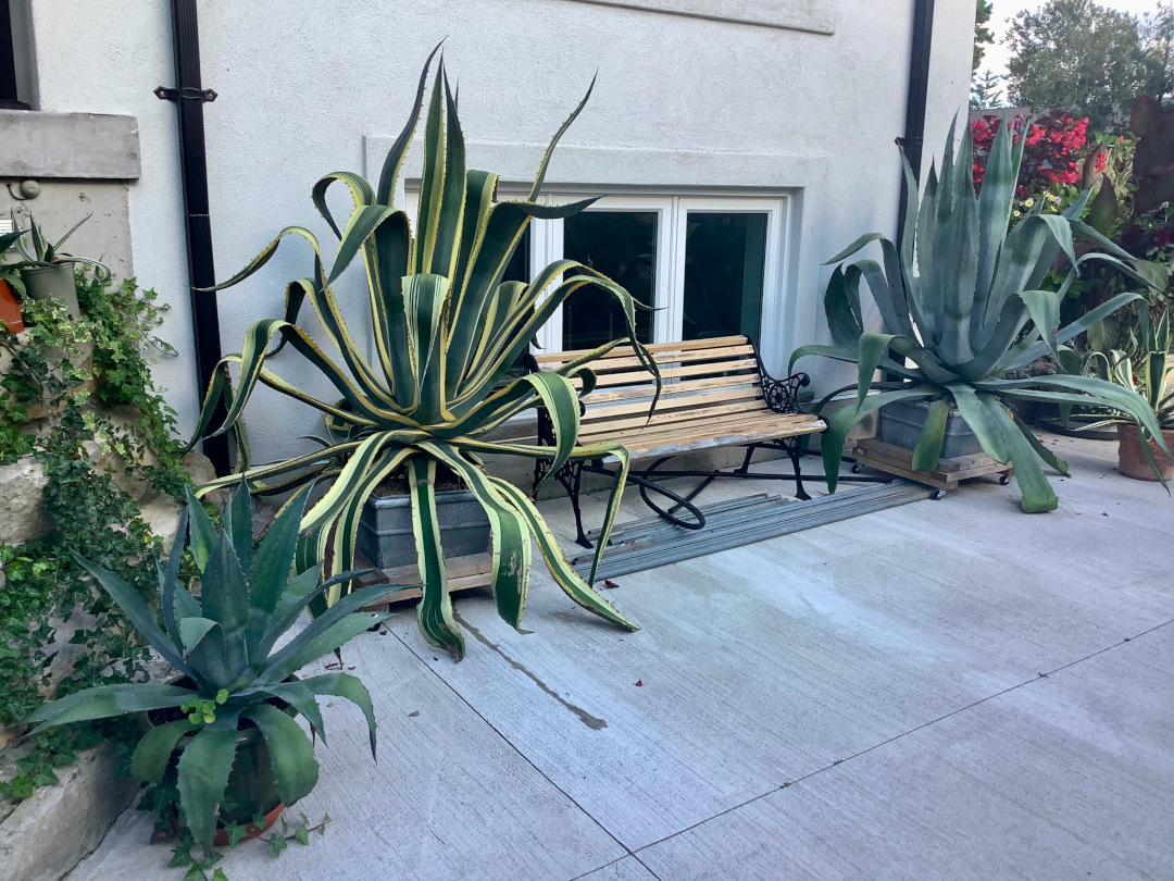 Agaves in Ontario - Fine Gardening