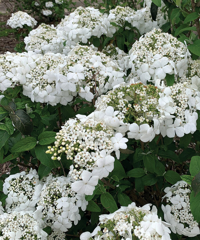 ‘Spring Lace’ Viburnum Is a Compact Workhorse Shrub - Fine Gardening