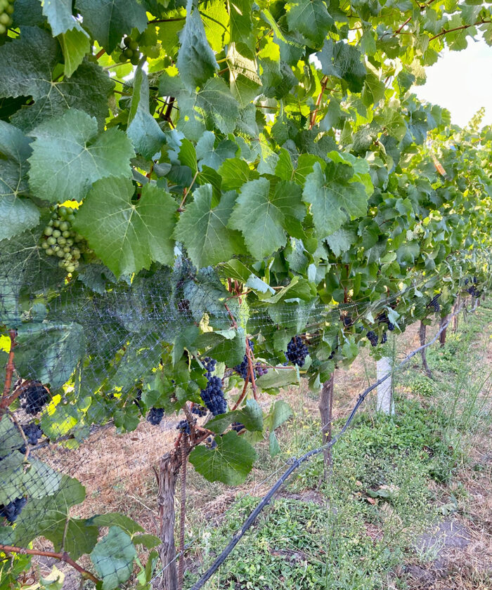 How to Grow Grapes for Your Own Backyard Vineyard - Fine Gardening