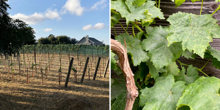 How to Grow Grapes for Your Own Backyard Vineyard - Fine Gardening