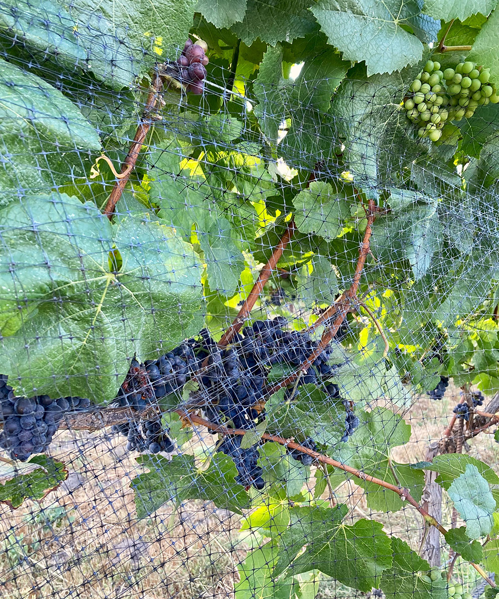 How to Grow Grapes for Your Own Backyard Vineyard - Fine Gardening