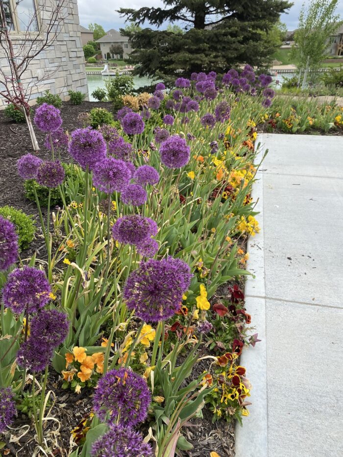 Planning for bulb planting - Fine Gardening