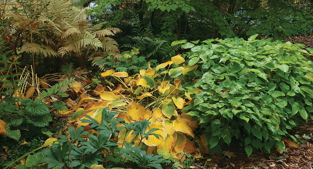 8 Fantastic Fall Plant Combinations for Lovely Late-Season Gardens ...